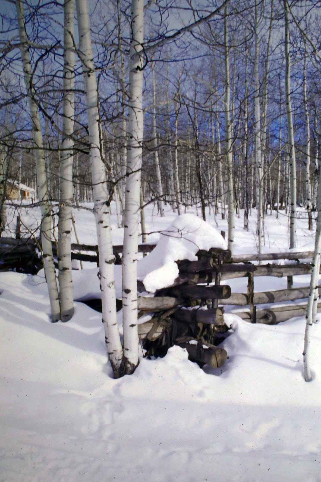 Aspen in Winter, Snow, Round Corral, Gray Pole Fence, Colorado, Grand ...