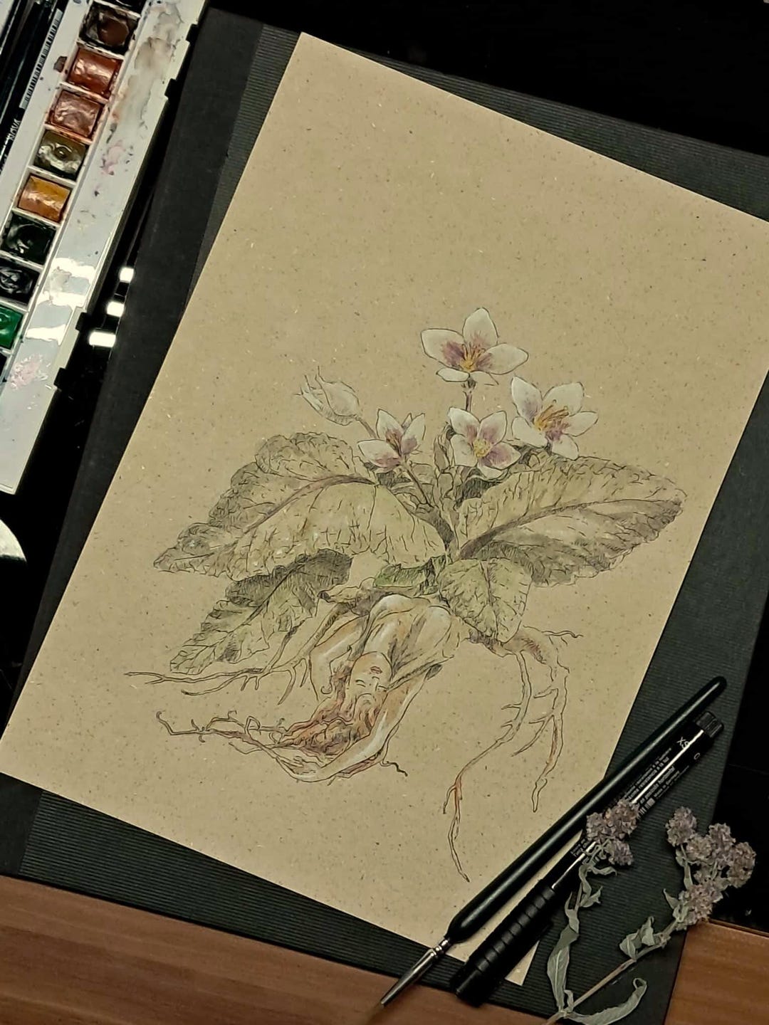Watercolor: Mystical Mandrake, Drawing – Botanical Ink Illustration ...