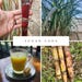 Sugar Cane - Apple Cane Variety. for Juicing and Eating. - Etsy