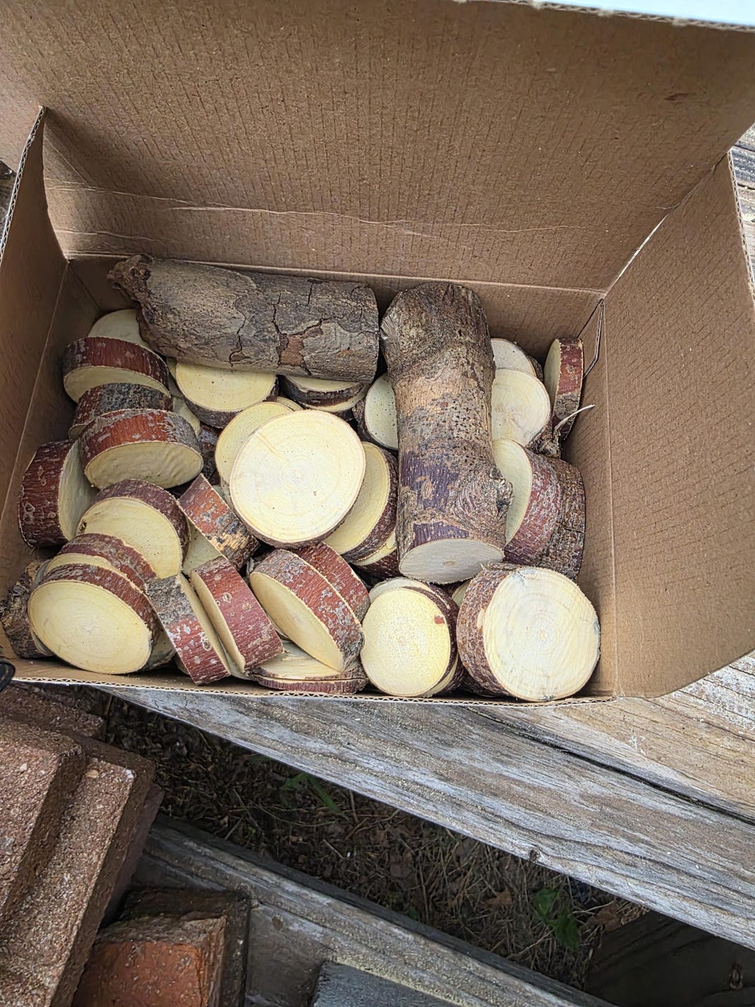 Birch Wood Round Chops 90ct - Etsy