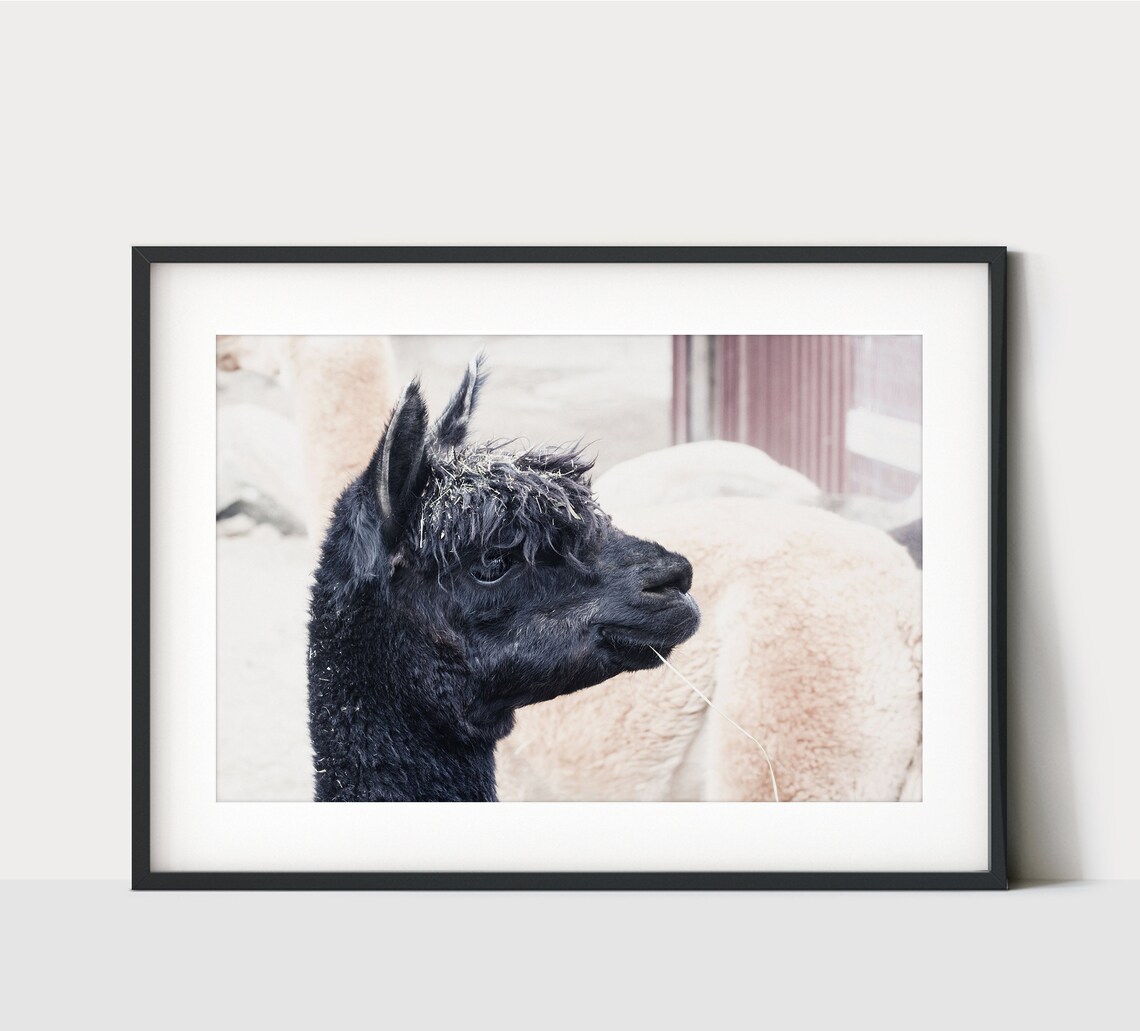 Alpaca Wall Art - Animal Photography Art Print - Farmhouse Wall Decor ...