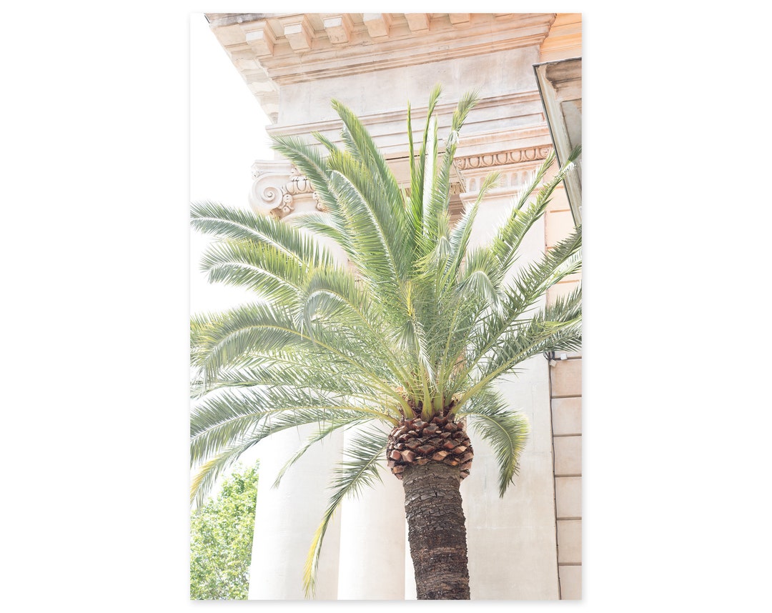 Palm Tree Art Print - Nice, France Travel Photography - Etsy
