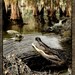Sykel~realtree~37" X 43.25" Alligator Panel~multi~cotton Fabric by the ...