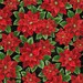Hoffman~christmas Splendor~packed Poinsettia W/ Metallic Gold~black ...