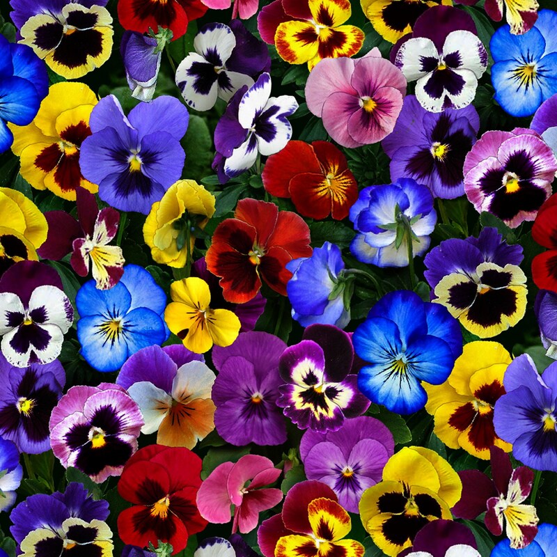 Pansy Pansies - Etsy
