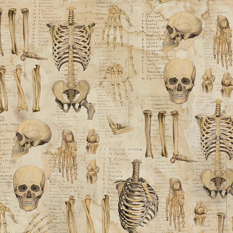 Bone Anatomy Fabric - Etsy