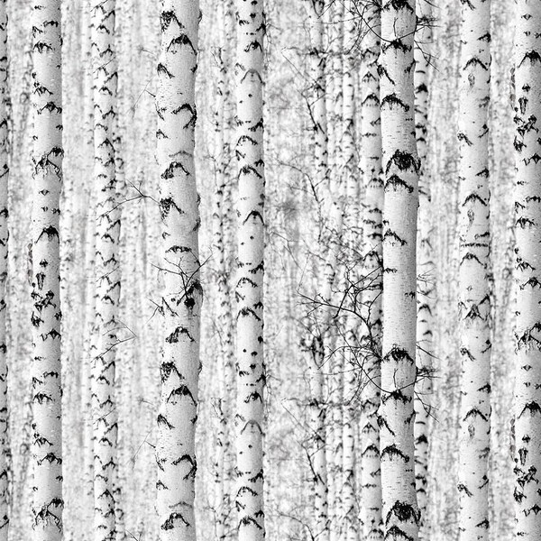 Birch Tree Fabric - Etsy