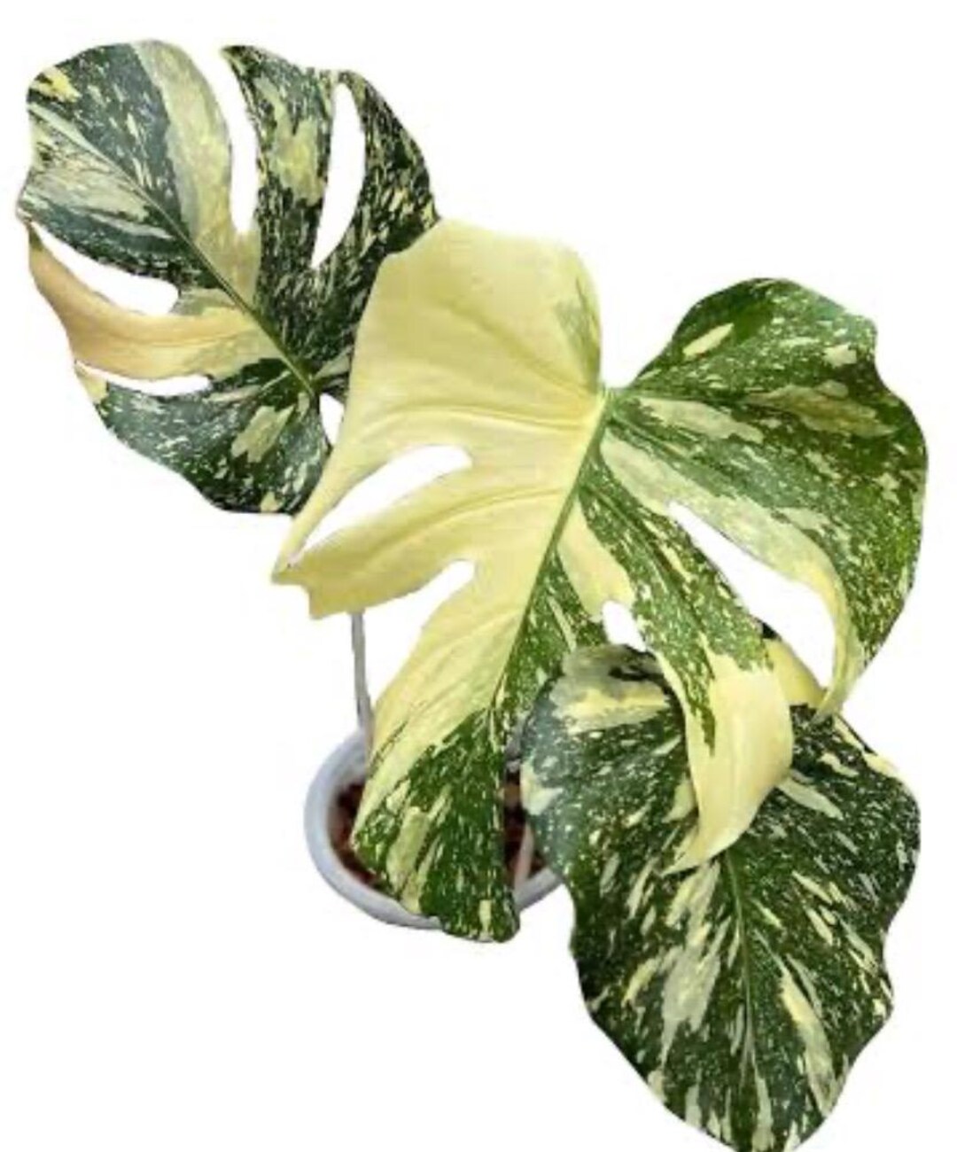 Monstera ‘crème Brûlée’ – Rare Warm-toned Variegated Monstera – Starter ...