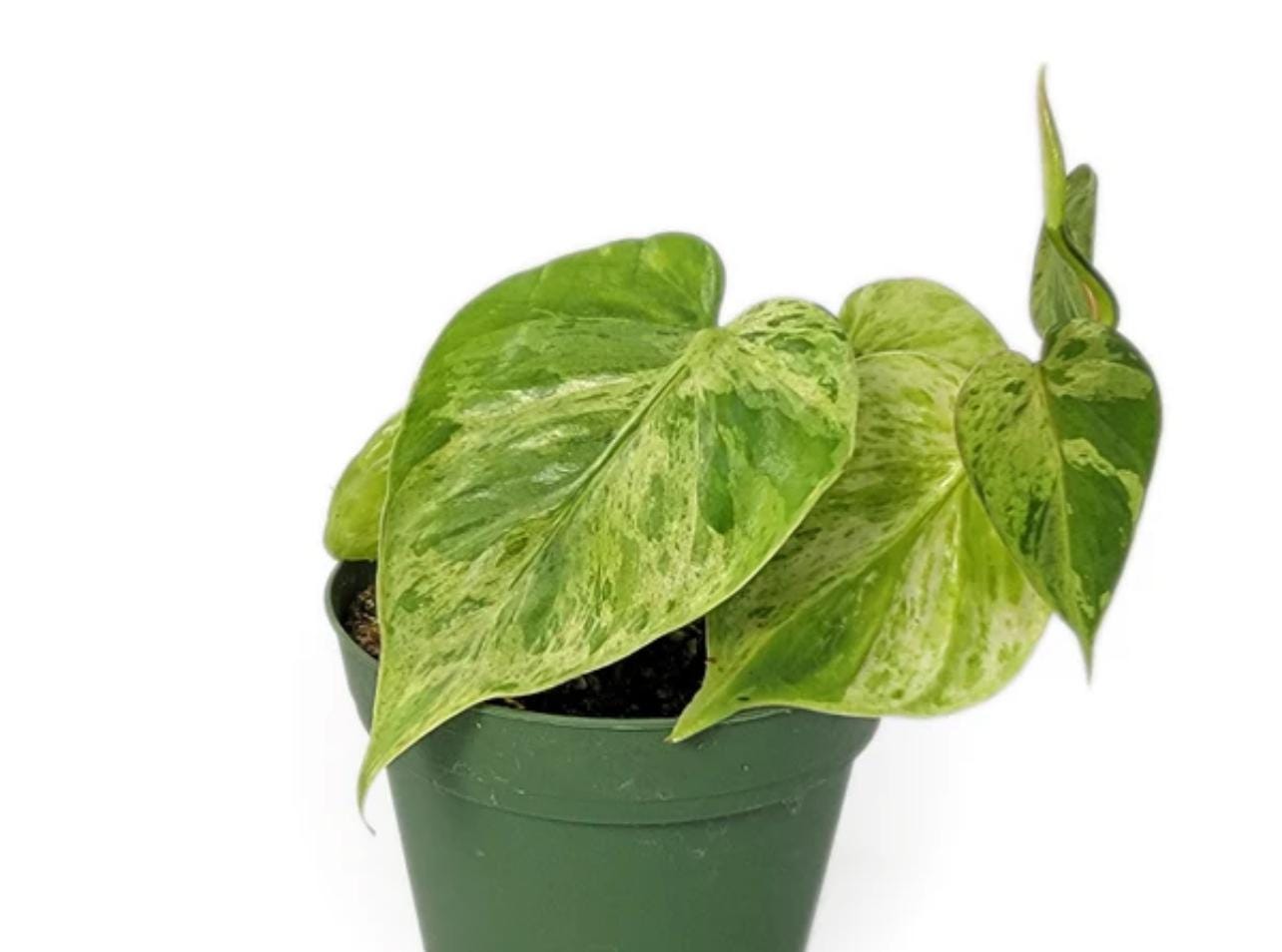 Variegated Heartleaf Philodendron Vine – Starter Plant/cutting - Etsy