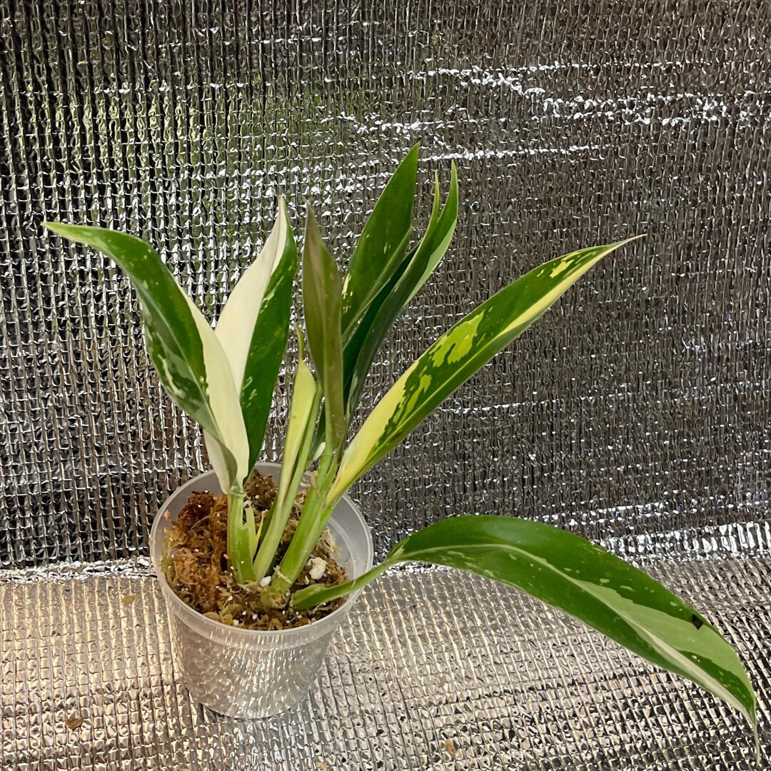 Philodendron Wend-imbe Variegated – Large Glossy Leaves – Starter Plant ...