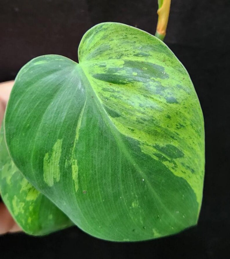 Variegated Heartleaf Philodendron Vine – Starter Plant/cutting - Etsy