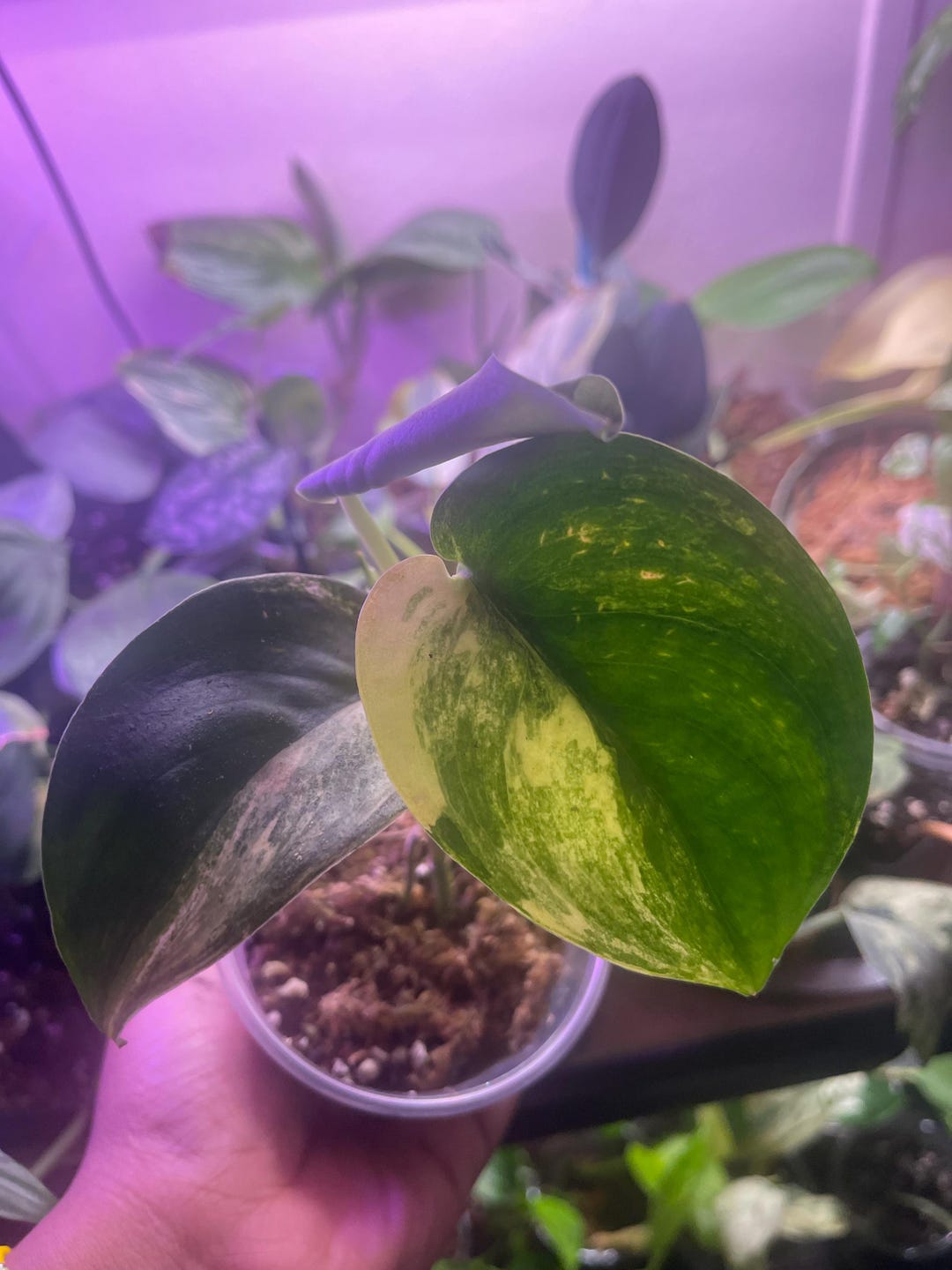 Rare Variegated Jade Satin Scindapsus - Cutting/ Starter Plant - Etsy