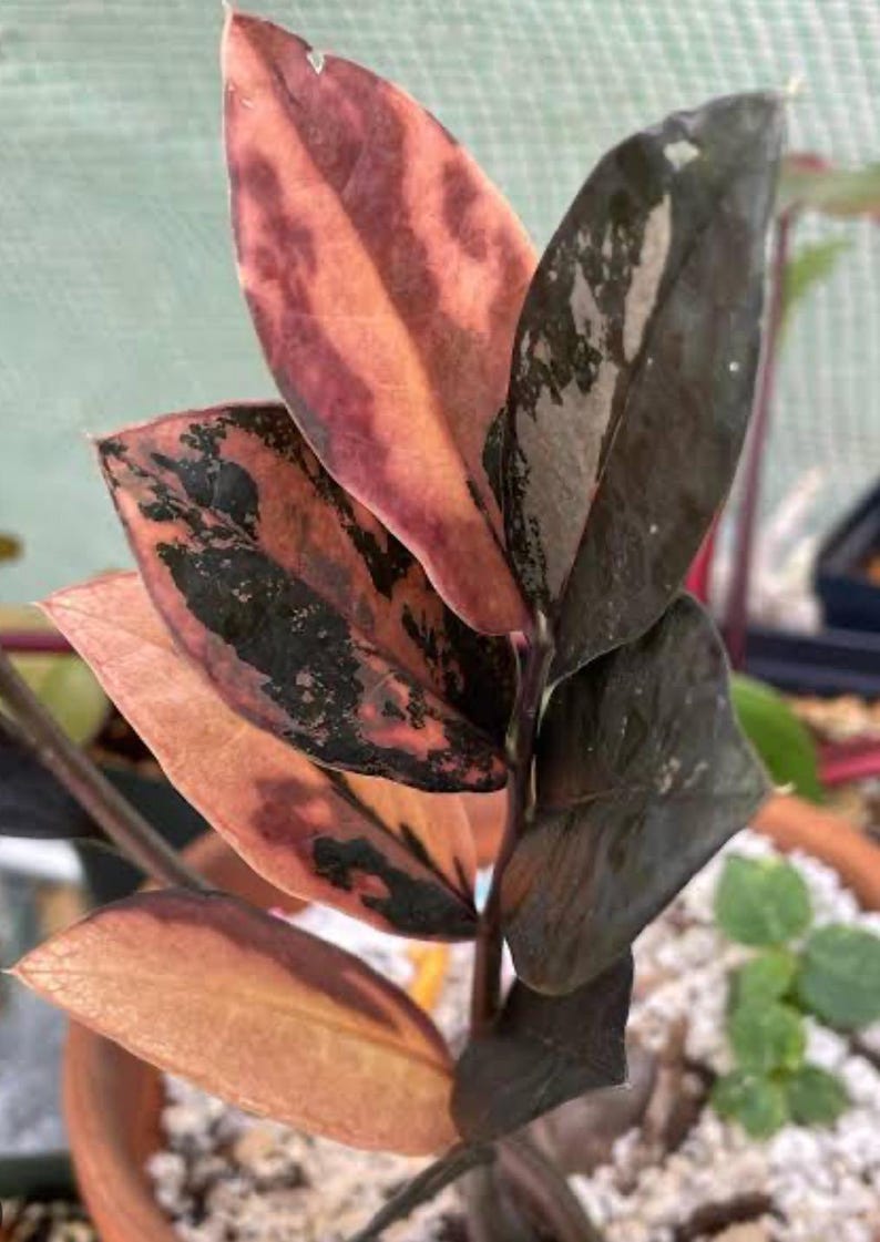 Rare Pink & Black Variegated ZZ Plant – Zamioculcas Zamiifolia –single ...