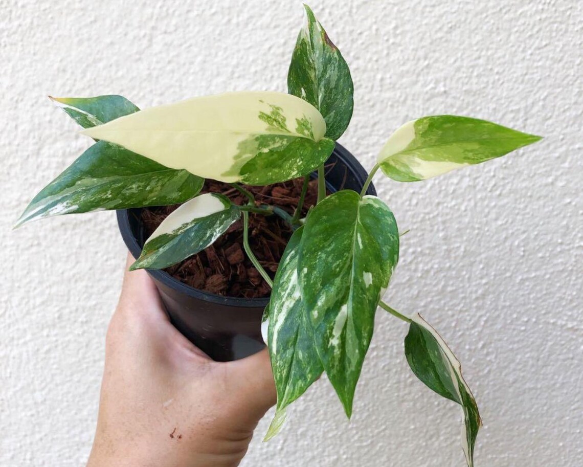 Rare Variegated Epipremnum Albo Pothos - Starter Plant/cutting - Etsy