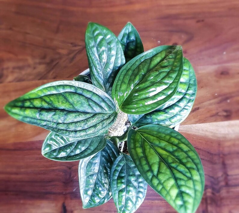 Monstera Peru – Rare Houseplant – Starter Plant / Cutting - Etsy