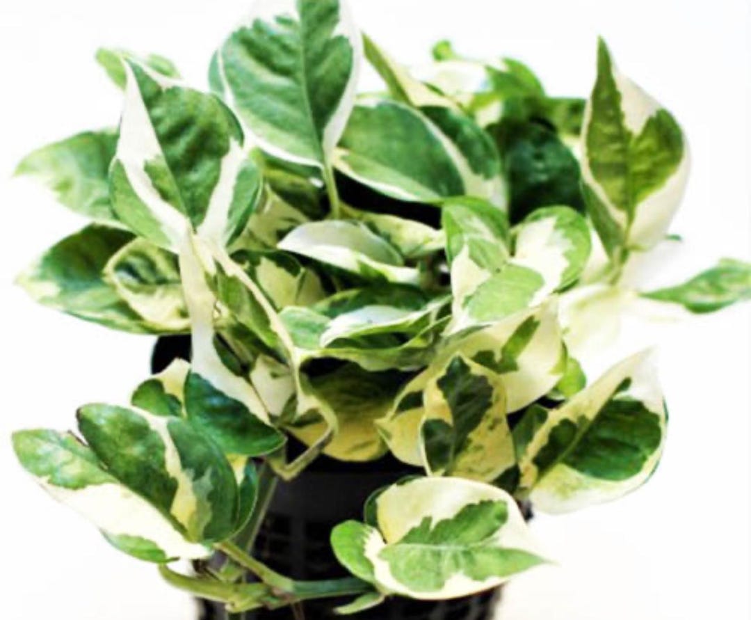 N'joy Pothos – Variegated Vine With White and Green Leaves – Starter ...