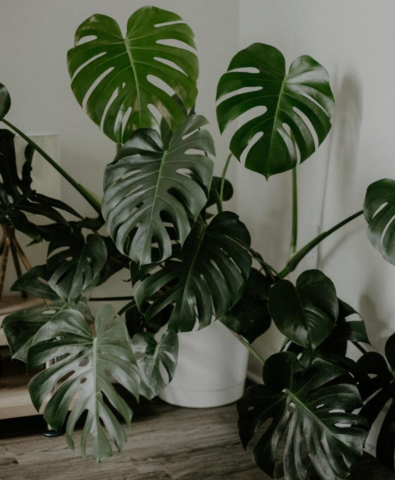 Monstera Deliciosa – Iconic Houseplant Starter / Clipping - Etsy