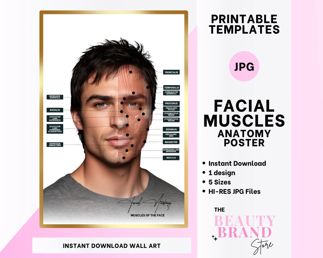 Male Facial Muscles Anatomy Poster: Aesthetics Clinic Decor (digital ...
