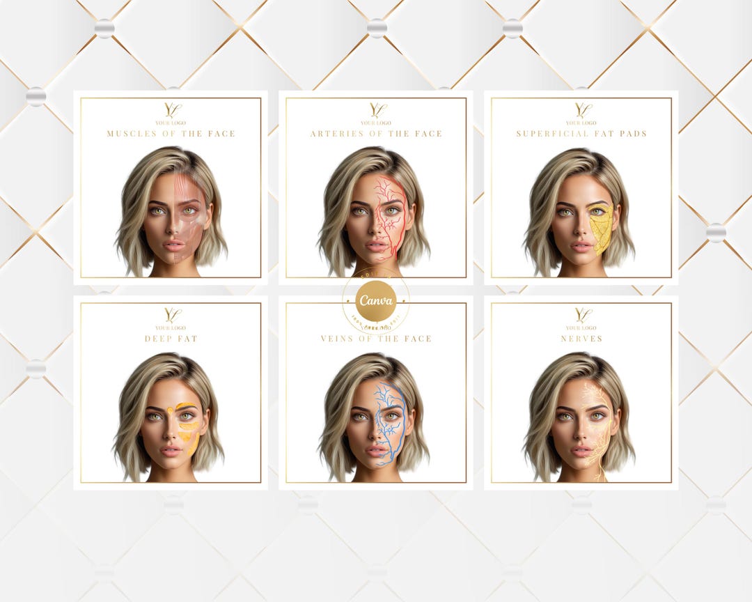 Facial Anatomy Overlay Templates: Muscles, Veins, Nerves - Editable ...