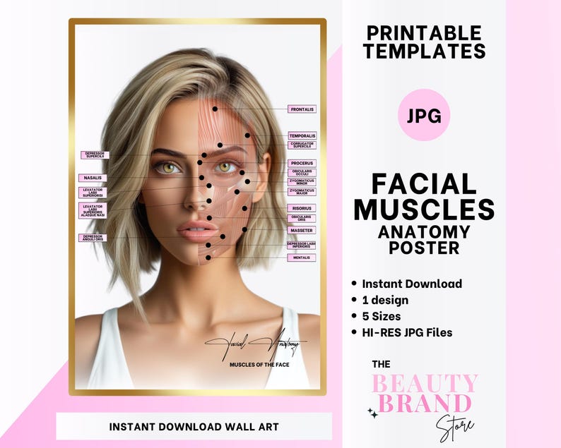 Facial Muscles Anatomy Poster: Aesthetics Clinic Decor (digital ...