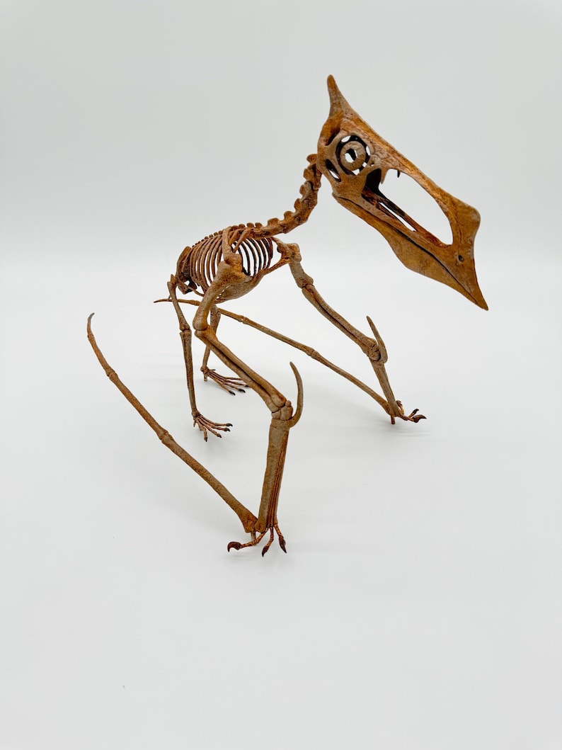 Sinopterus Walking Pose Skeleton Kit – 3D Printed Flying Reptile Fossil ...