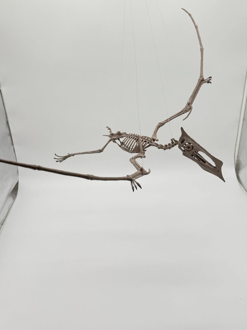 Sinopterus Flying Pose Skeleton Kit – 3D Printed Pterosaur Fossil ...