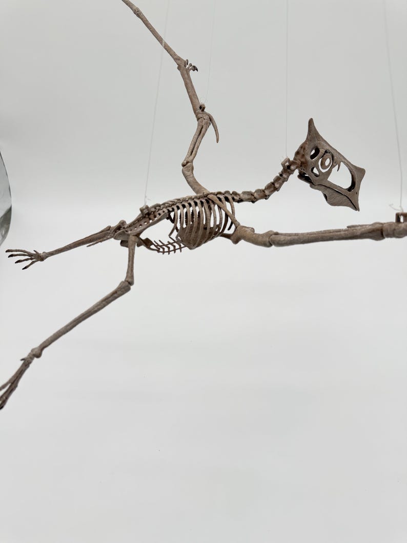 Sinopterus Flying Pose Skeleton Kit – 3D Printed Pterosaur Fossil ...