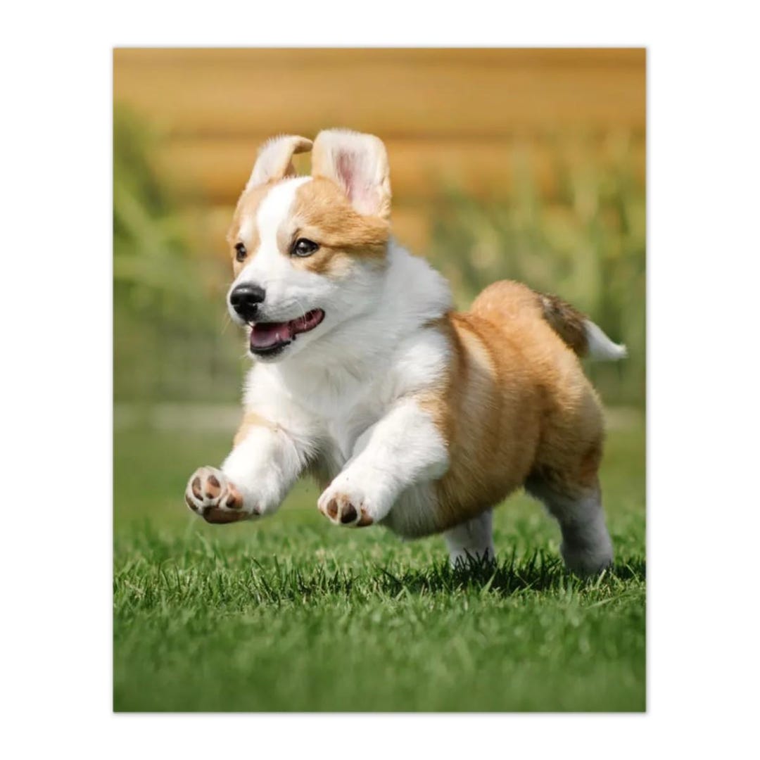 Paint by Numbers Kit, Welsh Corgi Running, Frameless, Portrait, 24 ...