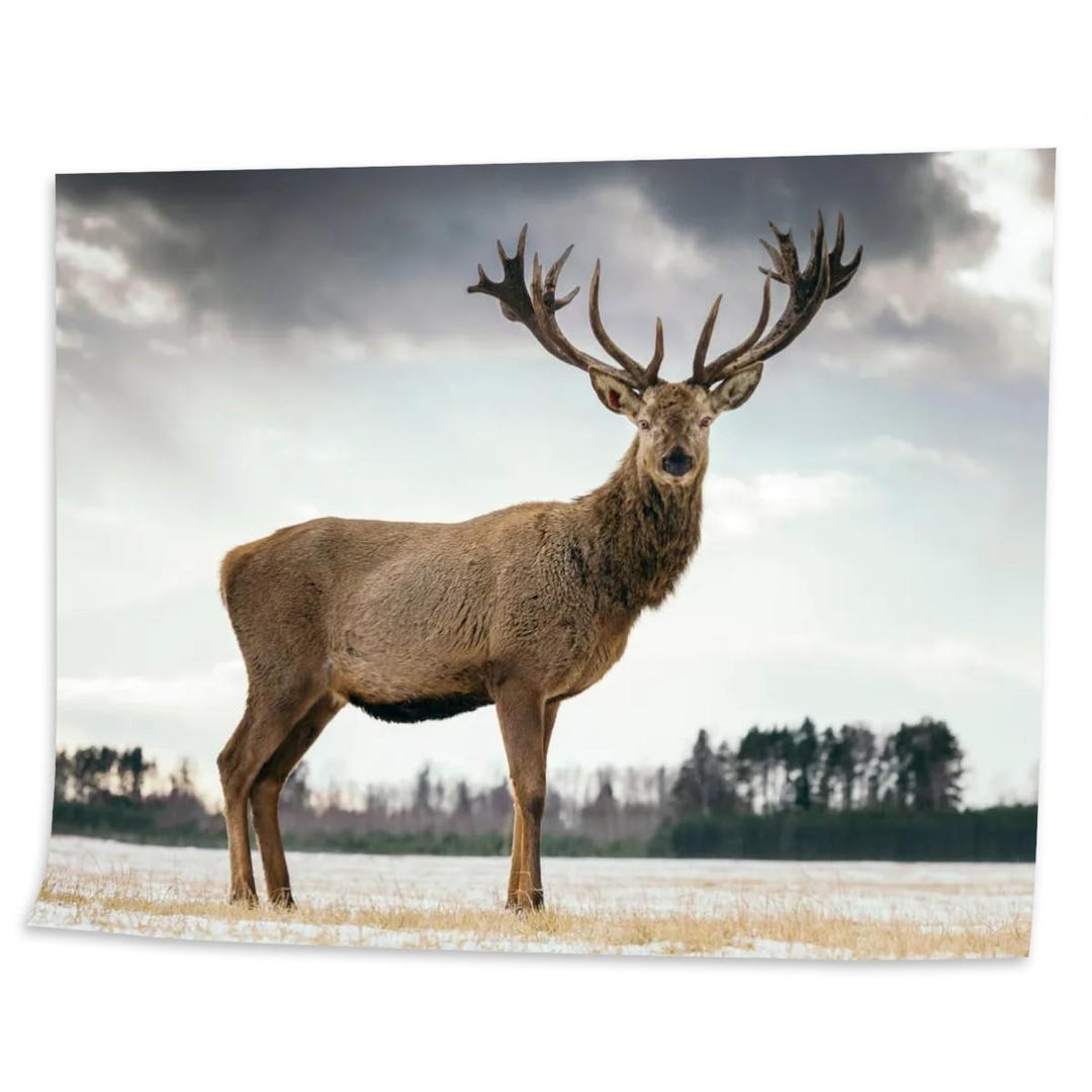 Paint by Numbers Kit, Big Buck Deer Tundra, Frameless, Landscape, 24 ...