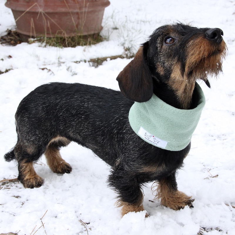 Loops for dogs - Etsy Österreich