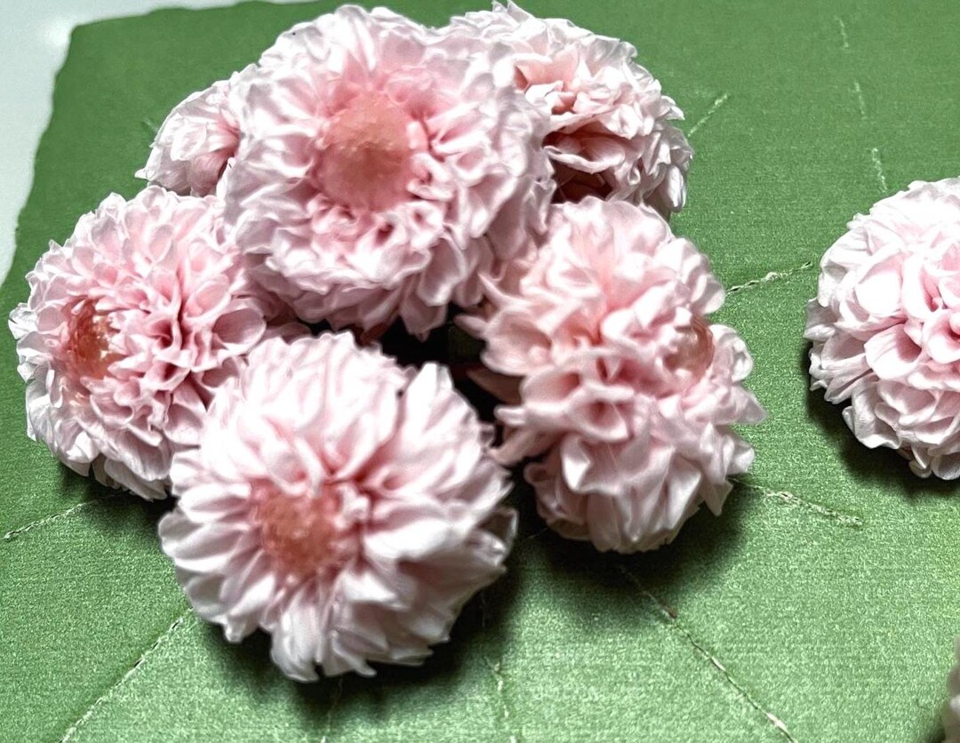 Preserved Mini Dahlia Heads: Sherbet Pink Floral DIY - 12pcs - Etsy