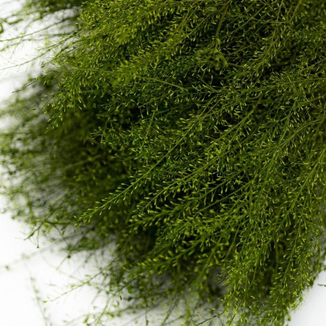 Preserved Lepidium Stem Green, DIY Floral Arrangement Supply - Etsy
