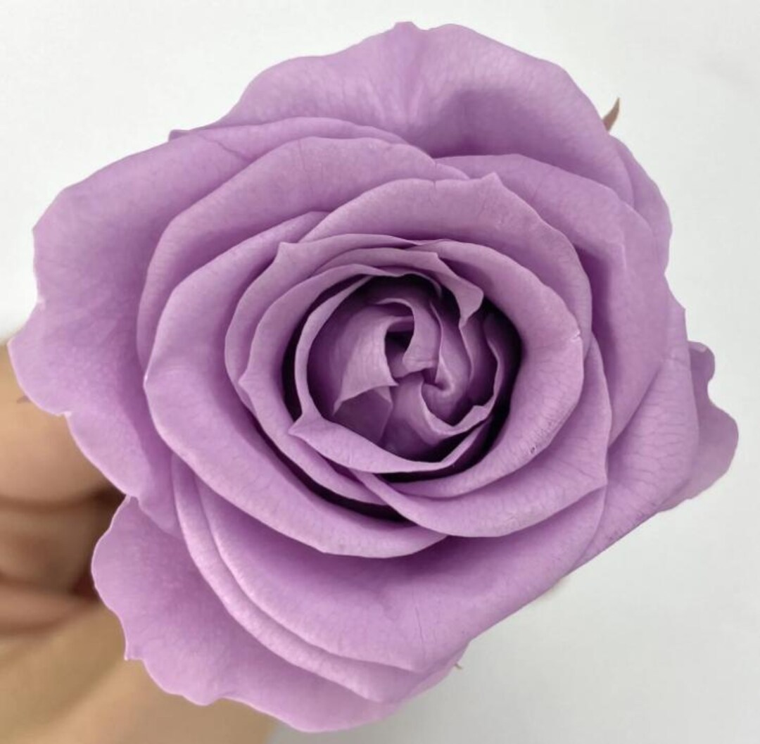 Japanese Rose Izumi in Sweet Lilac Color. Eternal Roses. Perfect for ...