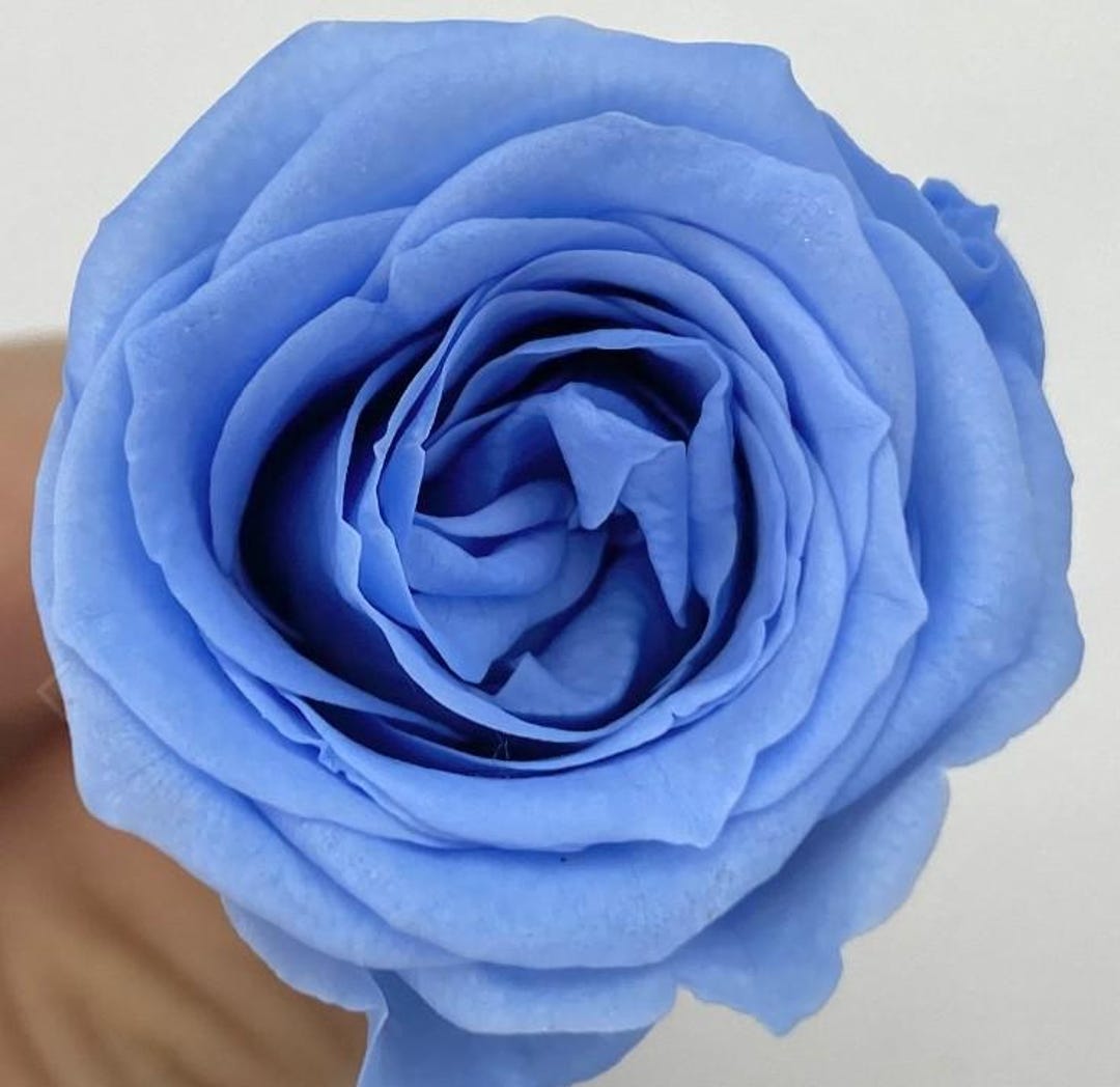 Japanese Vivian Mini Preserved Rose in Soda Blue Color. Preserved Roses ...