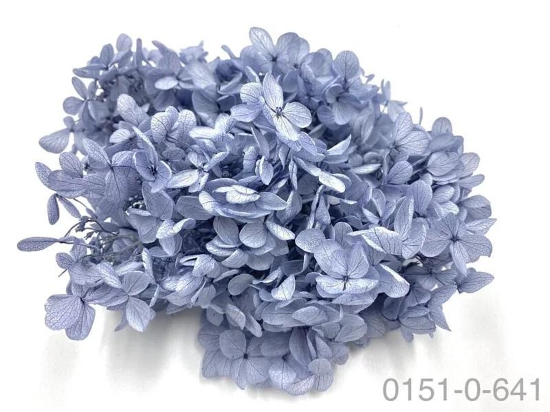 Preserved Peegee Hydrangea Heads in Unique Royal Blue Color. High ...