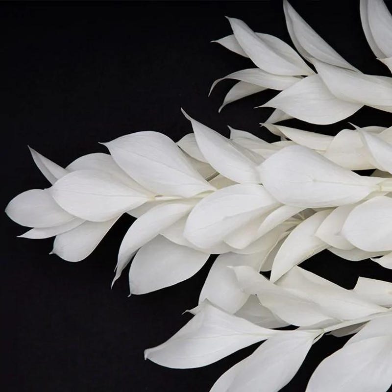 Ruscus Preserved - Etsy