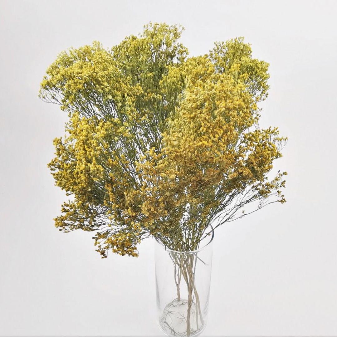 Stabilized Dried Broom Bloom ,dried Flower Bouquet, DIY Home Decor, DIY ...