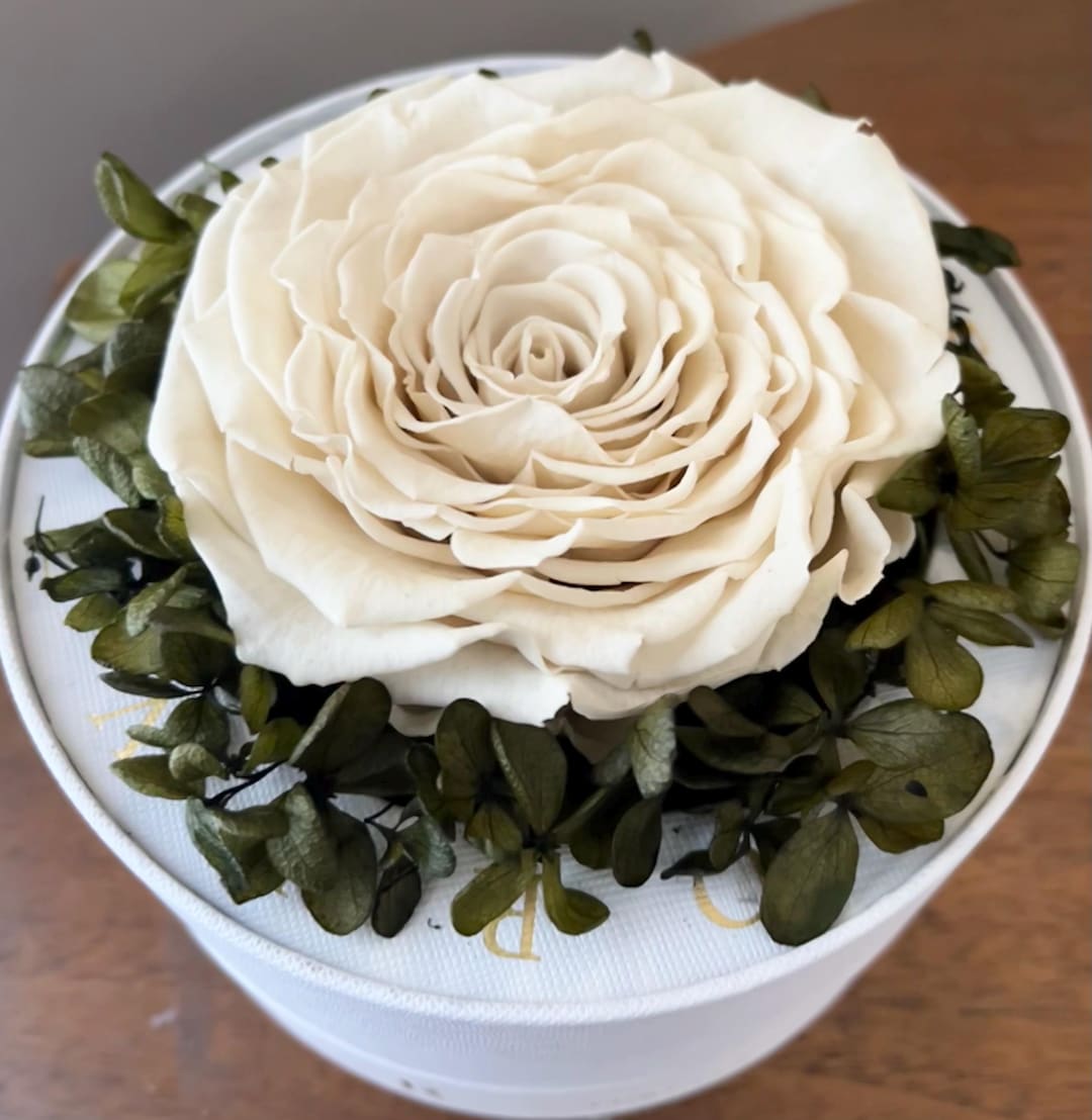 Jumbo Preserved Rose in Round Box: Elegant Floral Decor - Etsy
