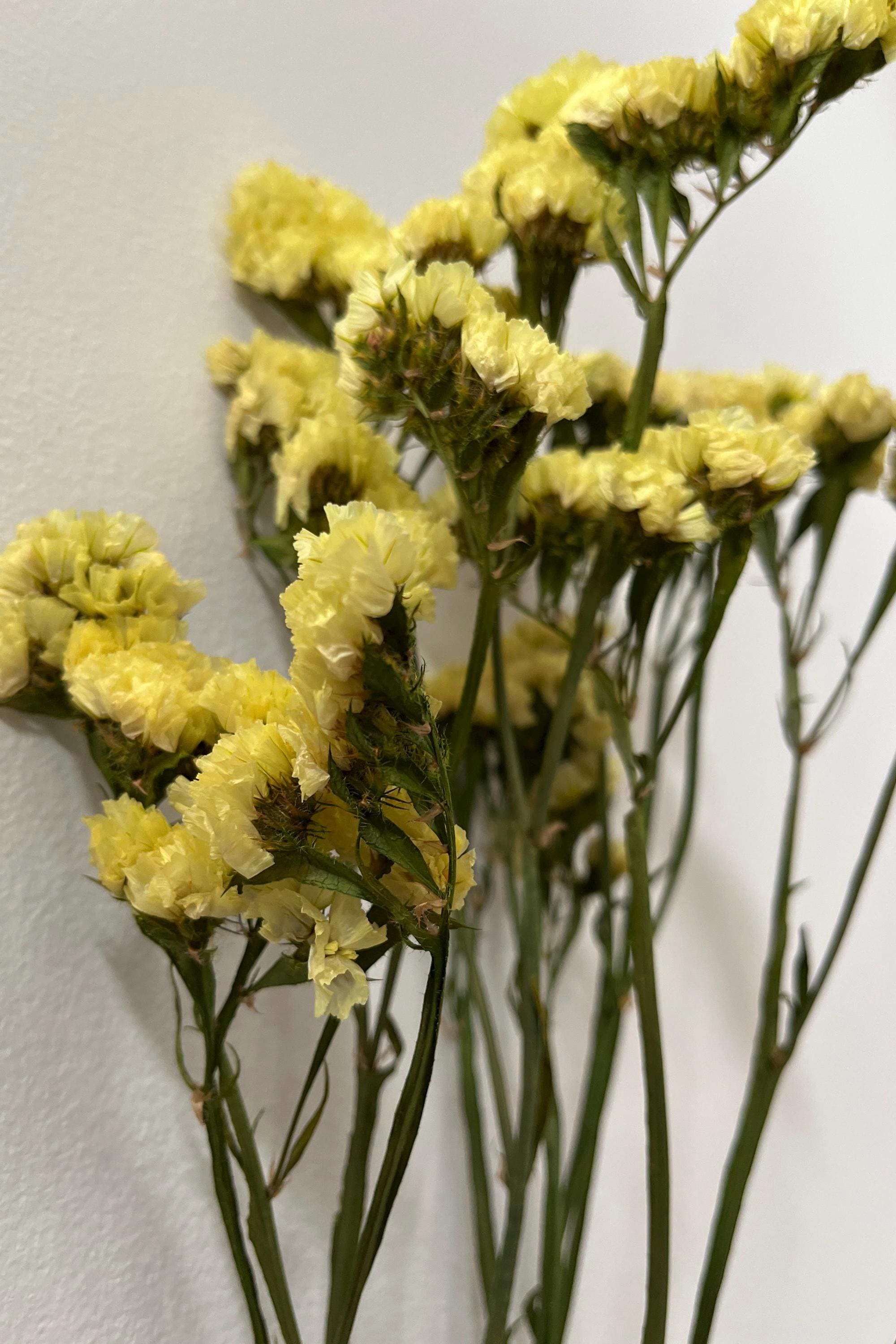 Statice Sinuata Flowers in Yellow. Imported From Ecuador. DIY ...
