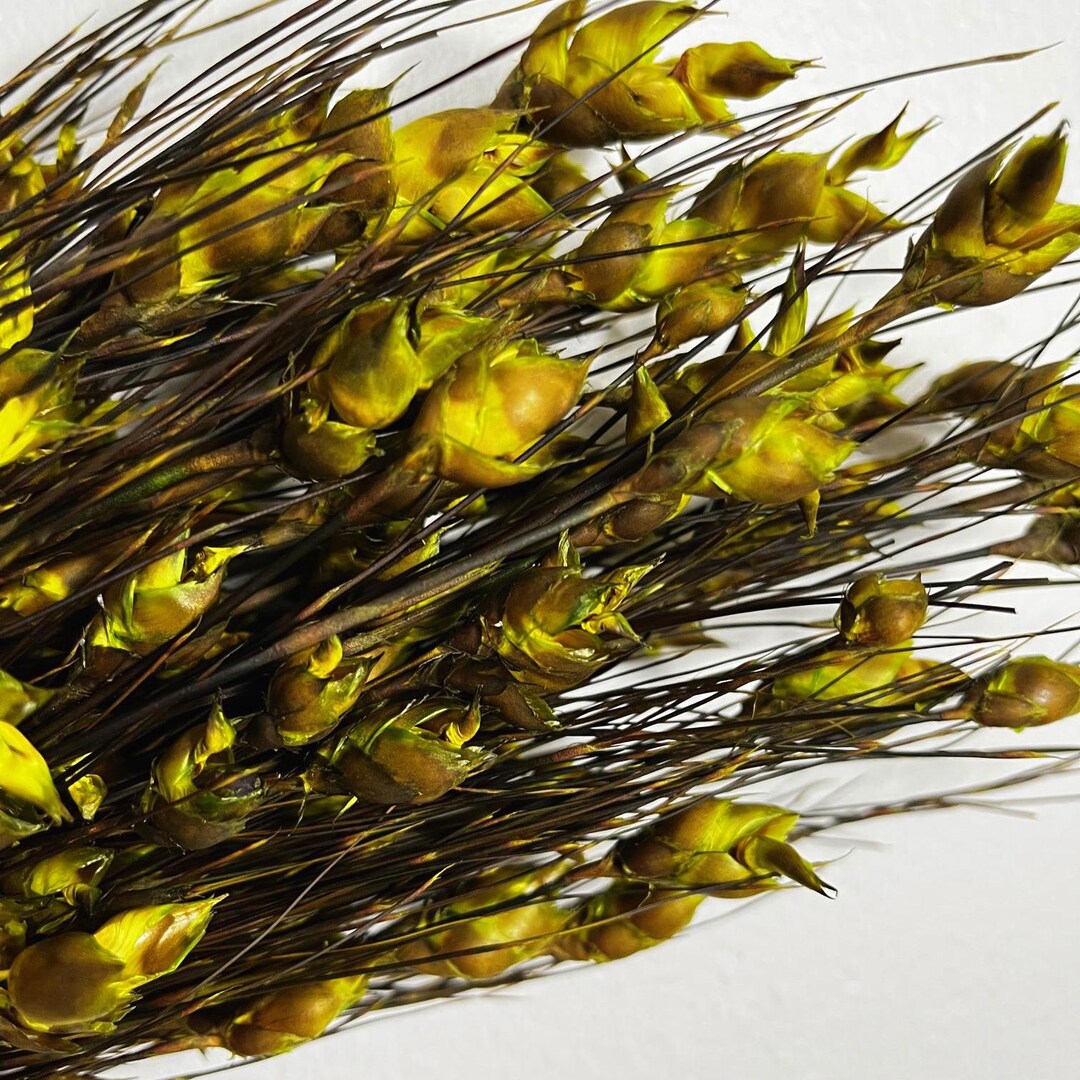 Preserved Bell Grass Bunch - Green, Floral Arrangement, Table Decor - Etsy