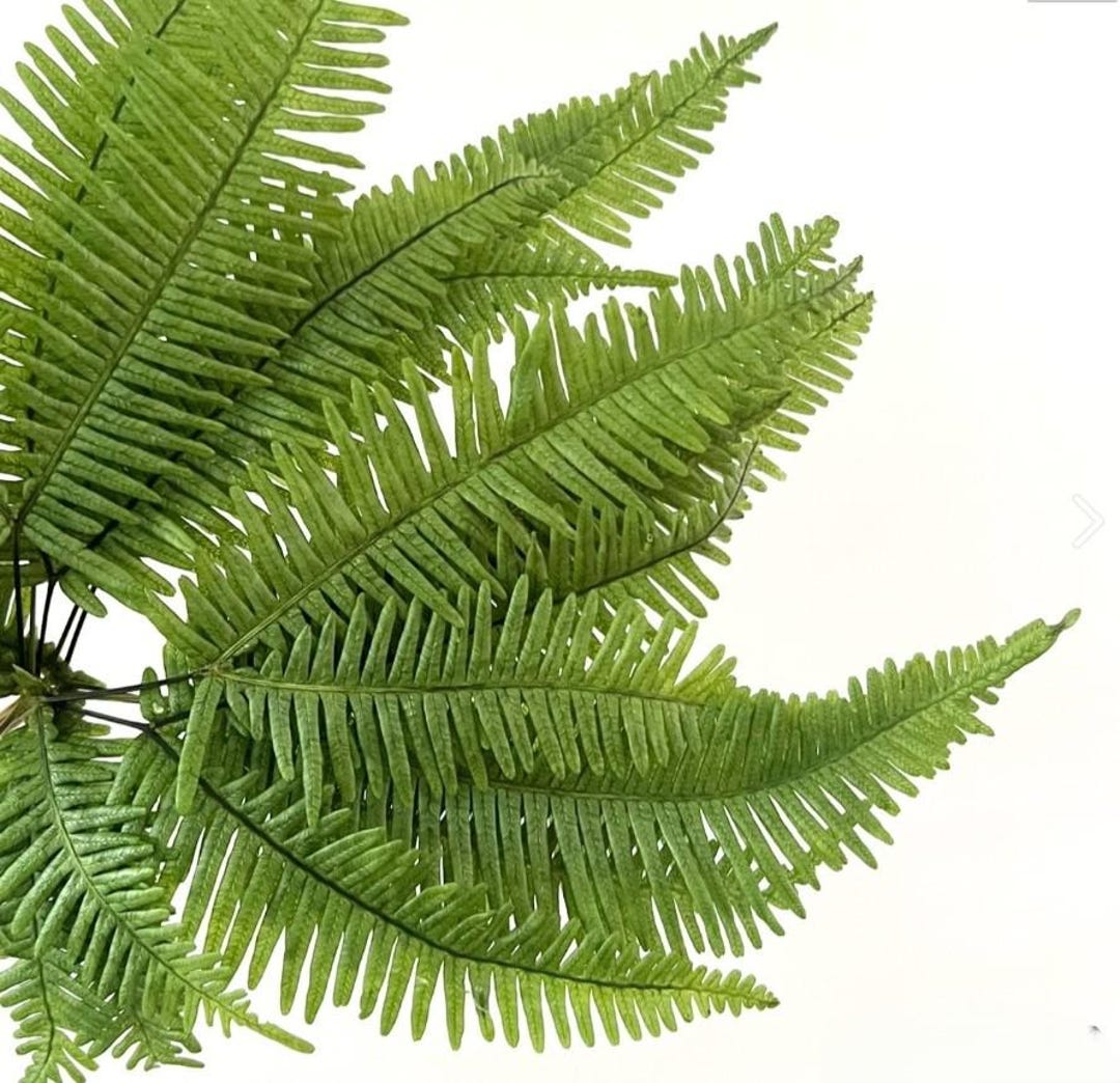 Preserved Mountain Fern Imported From Japan. Home Decor, Flower Bouquet ...