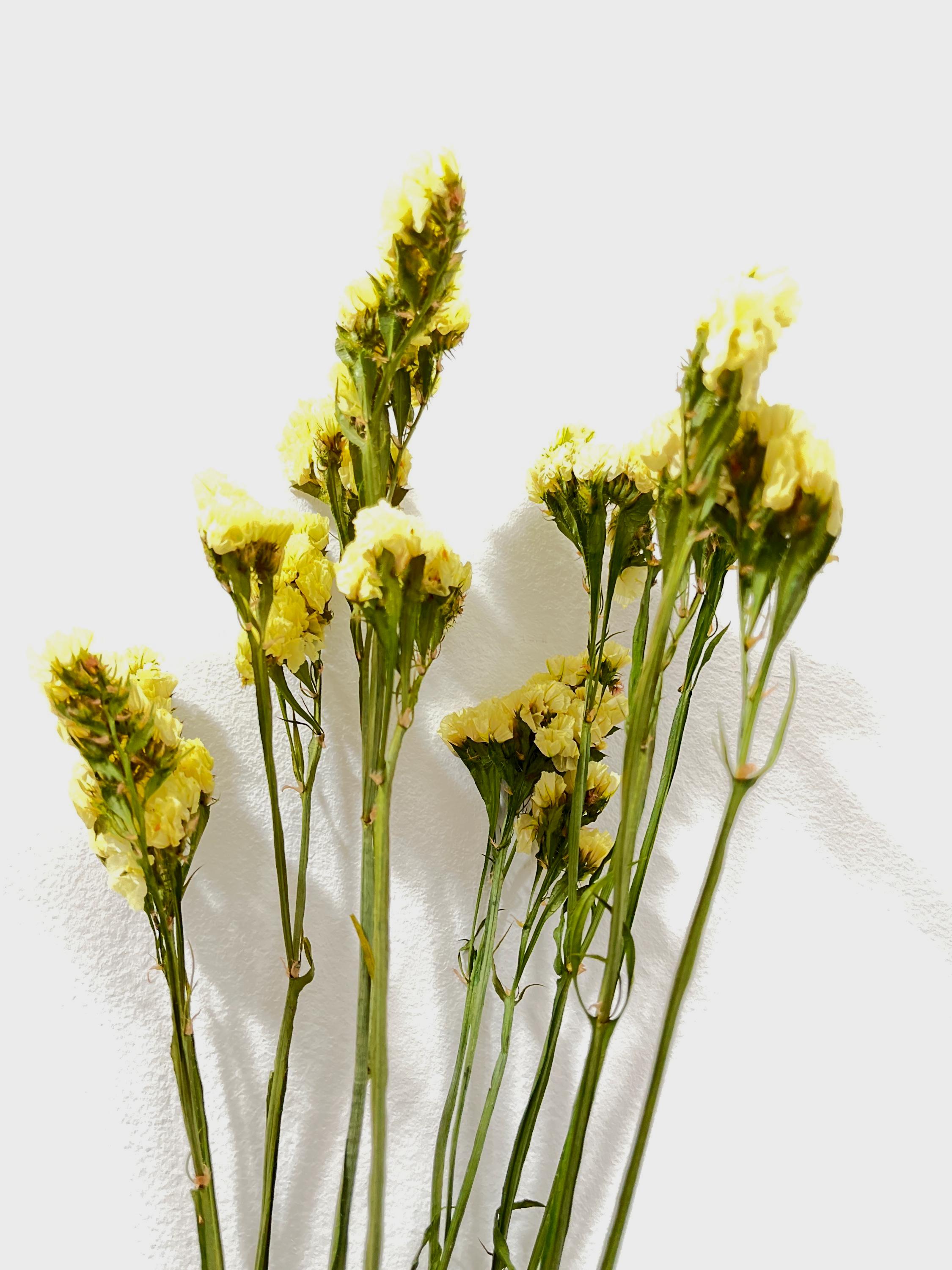 Statice Sinuata Flowers in Yellow. Imported From Ecuador. DIY ...