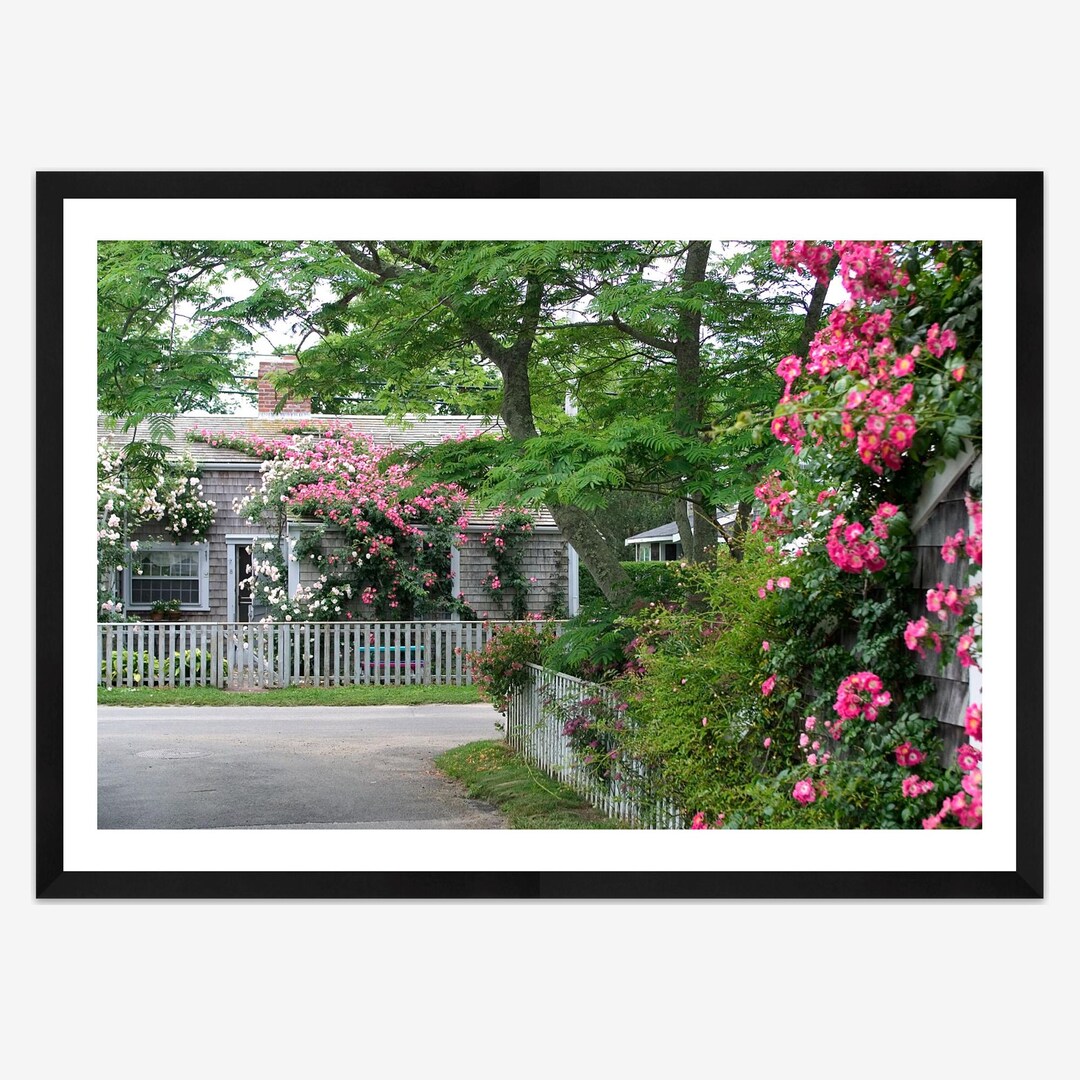Nantucket Roses Photograph - Print Only or Framed, Wall Art, Wall Decor ...