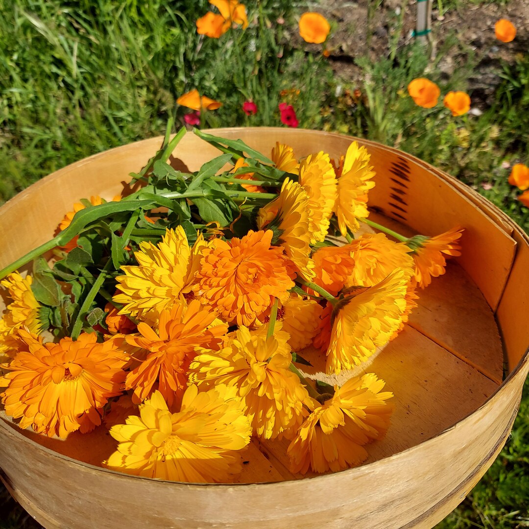Calendula Seeds - Min 50 per Pack Heirloom, Non-gmo, Organic, Jadam ...