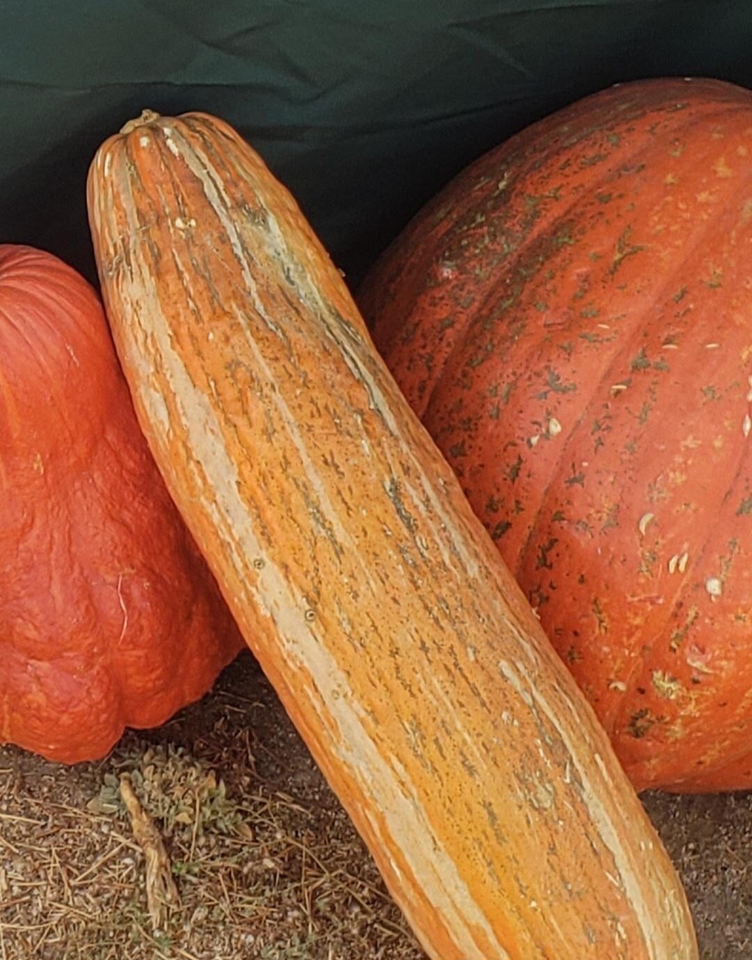 Gete Okosomin Winter Squash - Pack of 10 Heirloom Seeds - Blue Ribbon ...