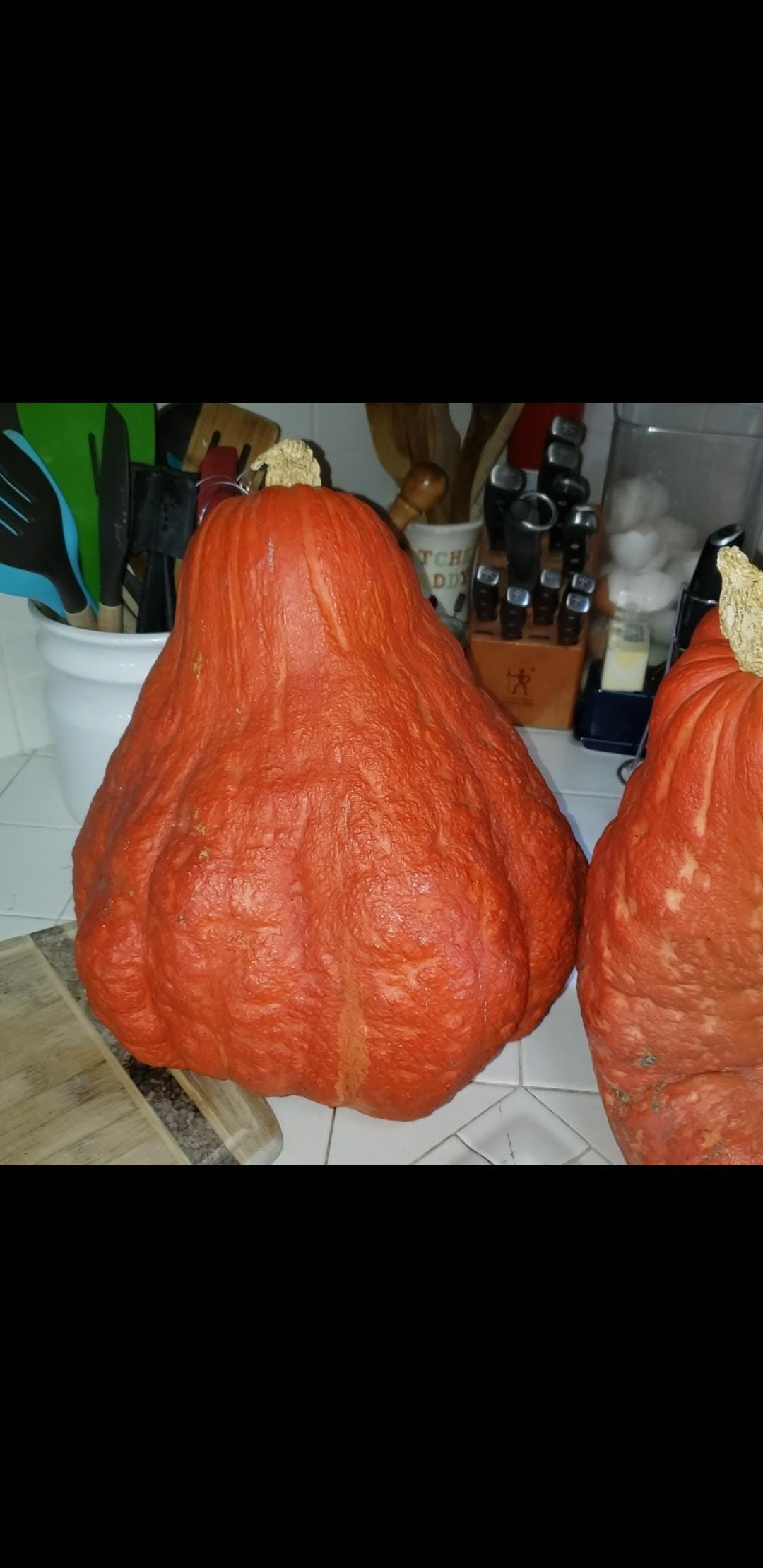 Boston Marrow Squash Seeds - 15 Seeds per Pack - Heirloom Seeds - Etsy