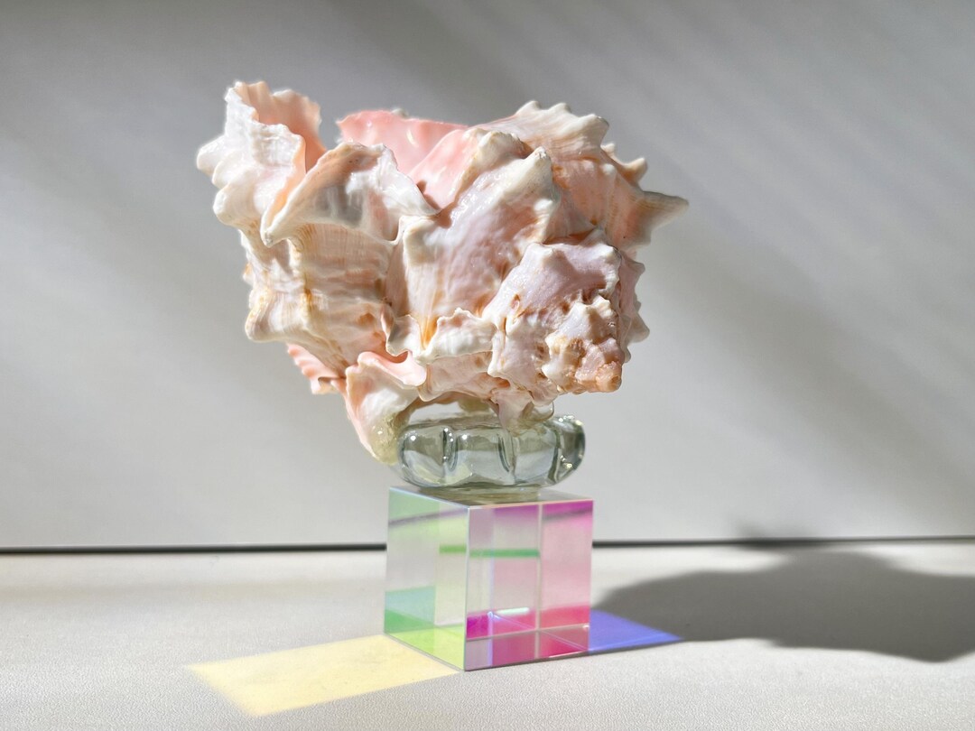 Natural Conch Shell Wine Glass, Beach Wedding Bridesmaid Gifts ...