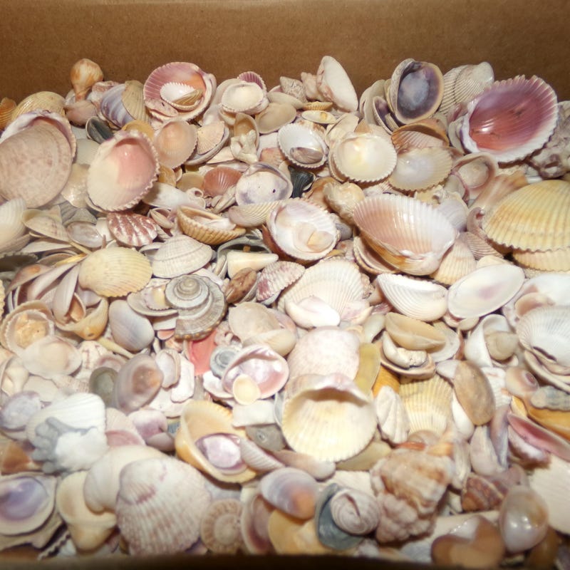 Natural Sea Shells - Etsy
