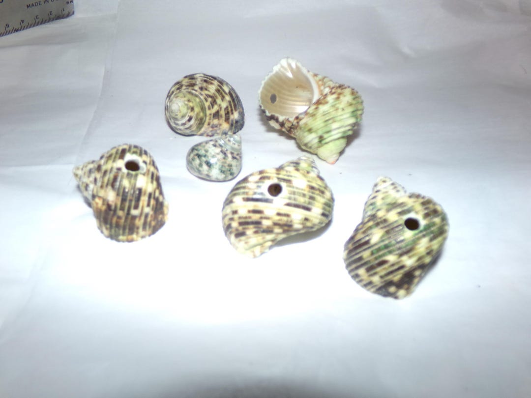 6 Natural Chestnut Turban Shells, 1" to 2" - Etsy