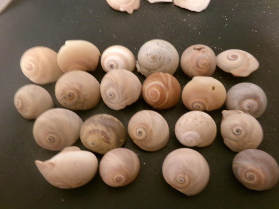20 Natural Shark's Eye Moon Snails, Medium Size 1" - 1 1/2" - Etsy